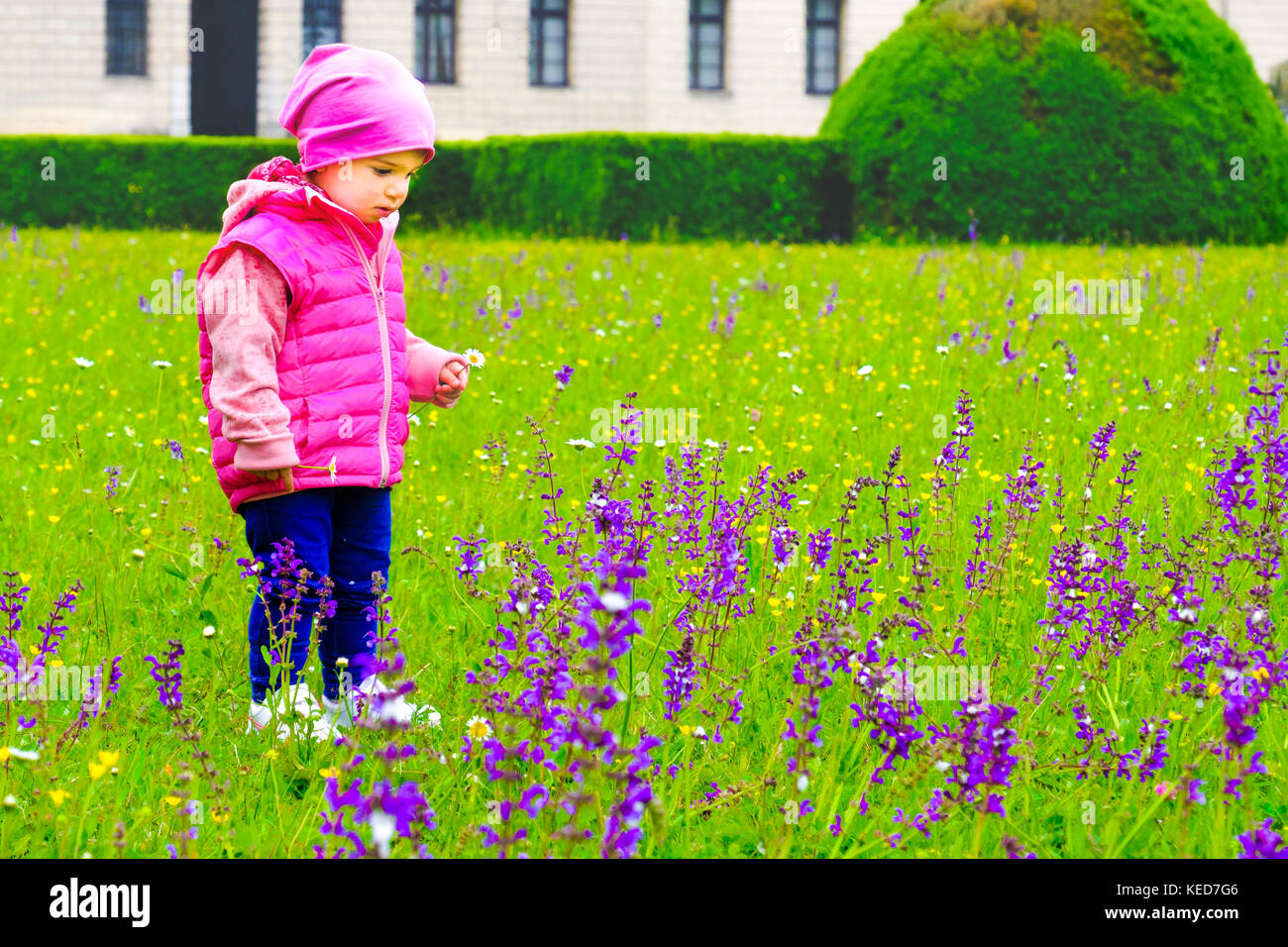 child pick purple flowers baby girl Stock Photo - Alamy