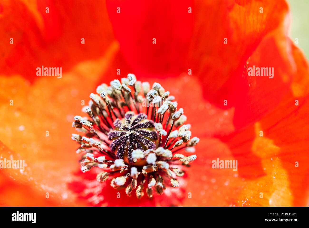 Poppies on windy day hi-res stock photography and images - Alamy