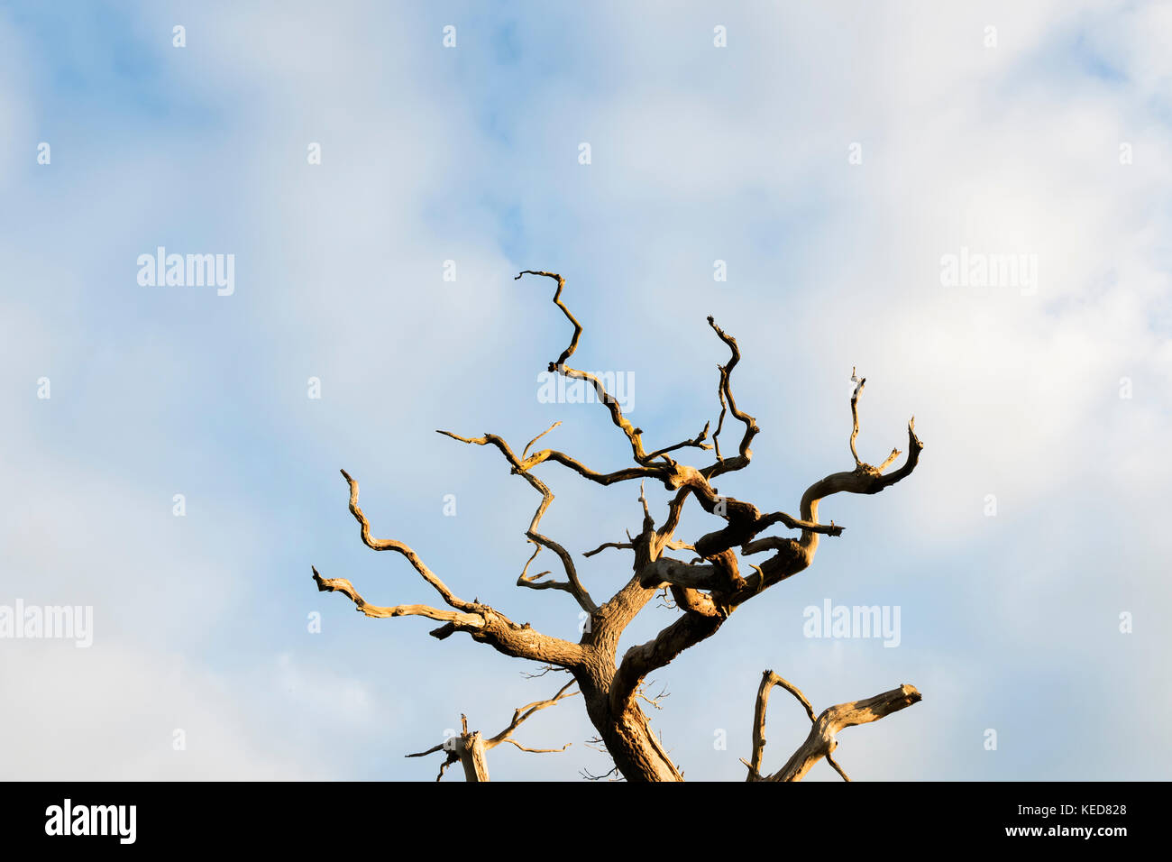 Tree limbs hi-res stock photography and images - Alamy