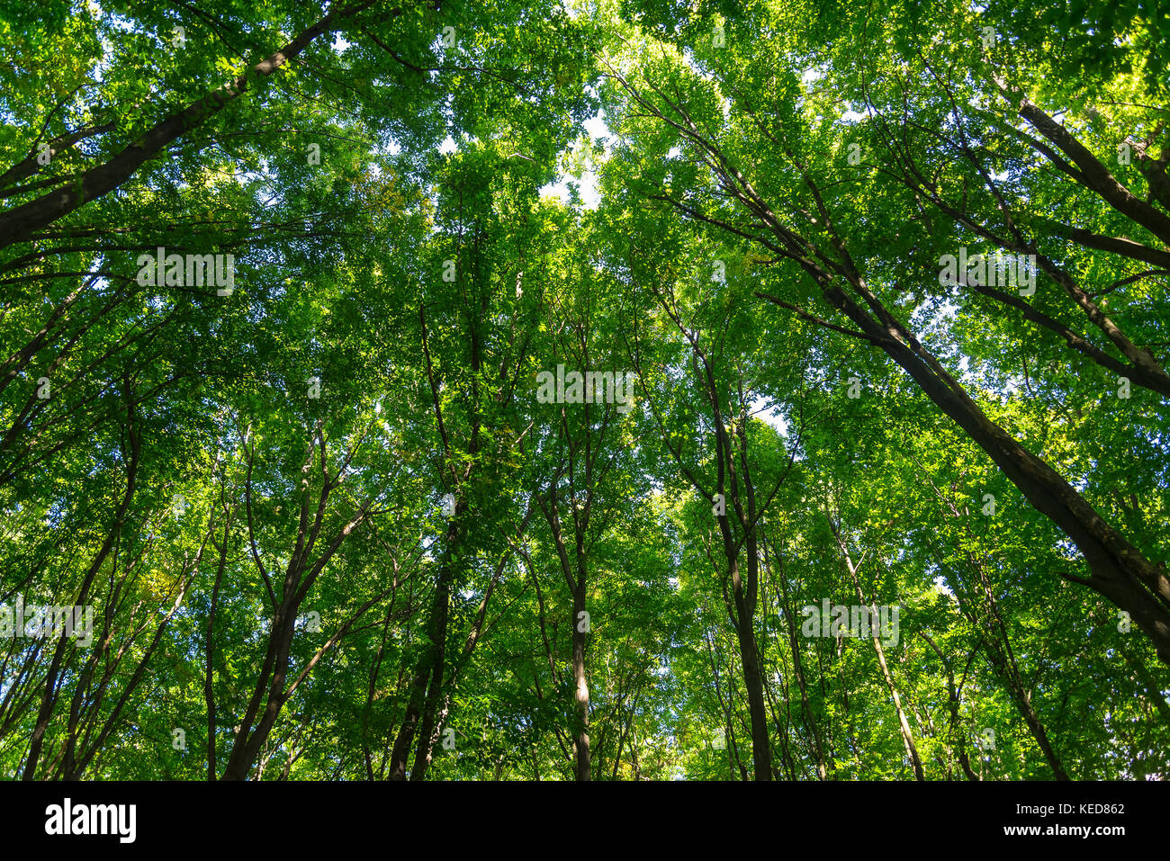 Texture of green leaves of trees in forest. Natural background Stock ...