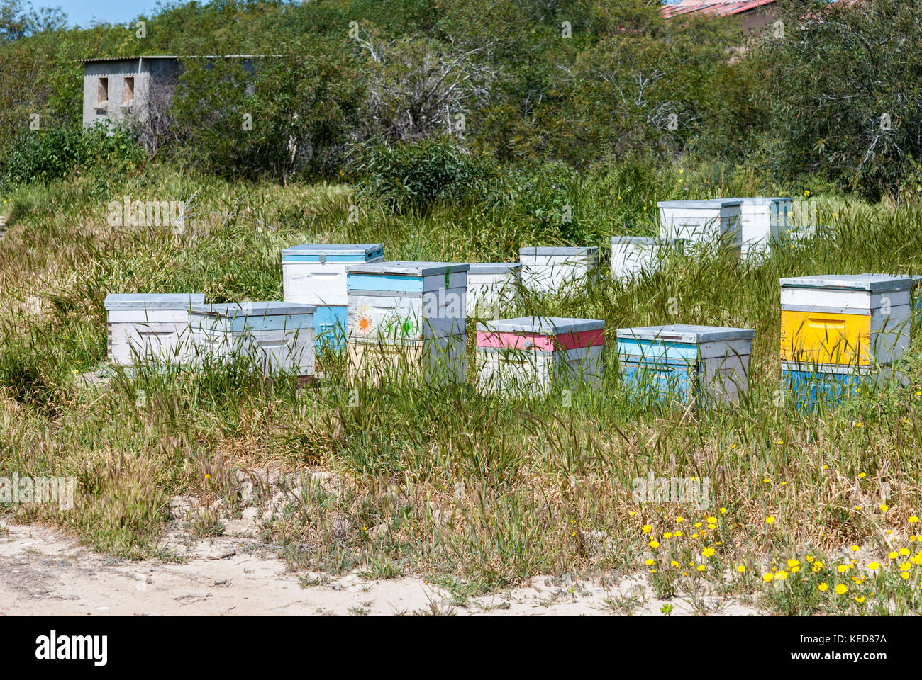 Beekeeping apiary surrounded by green grass Stock Photo - Alamy