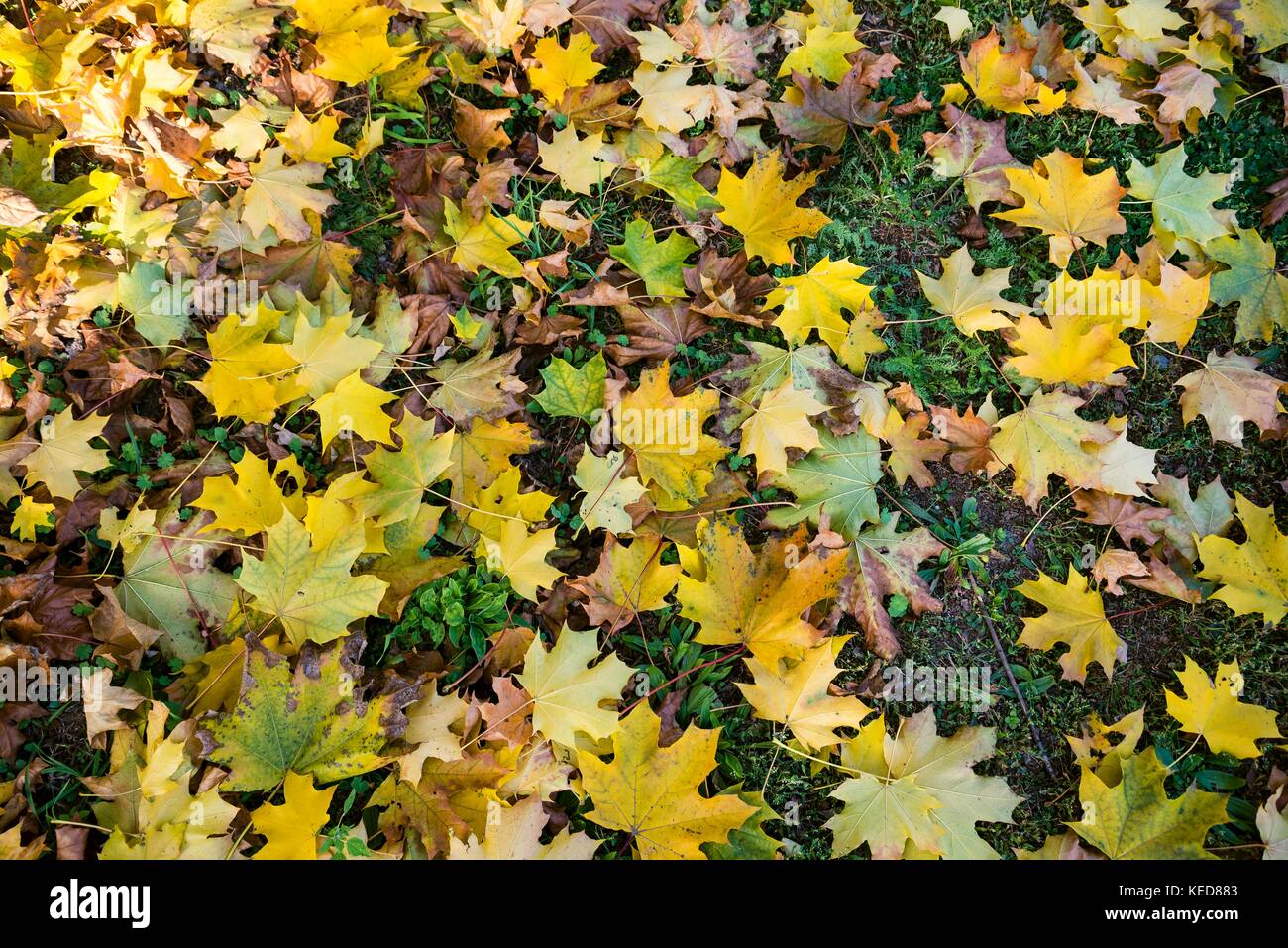Leafy ground texture hi-res stock photography and images - Alamy