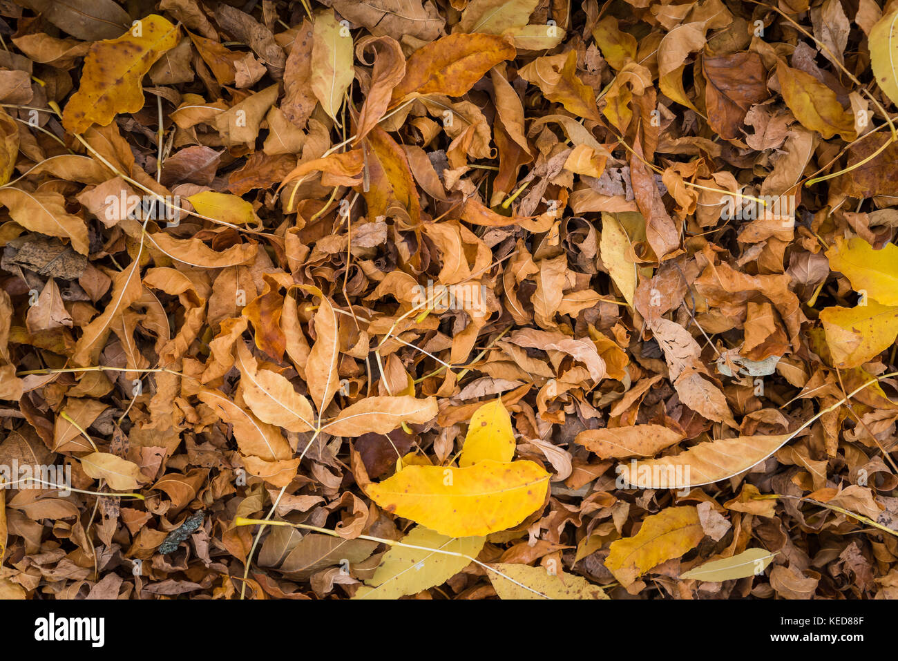 Brown fallen autumn leaves on the ground as natural background Stock ...