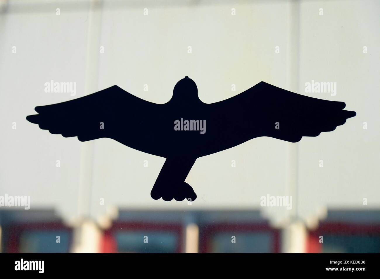 Glass wall bird collision hi-res stock photography and images - Alamy