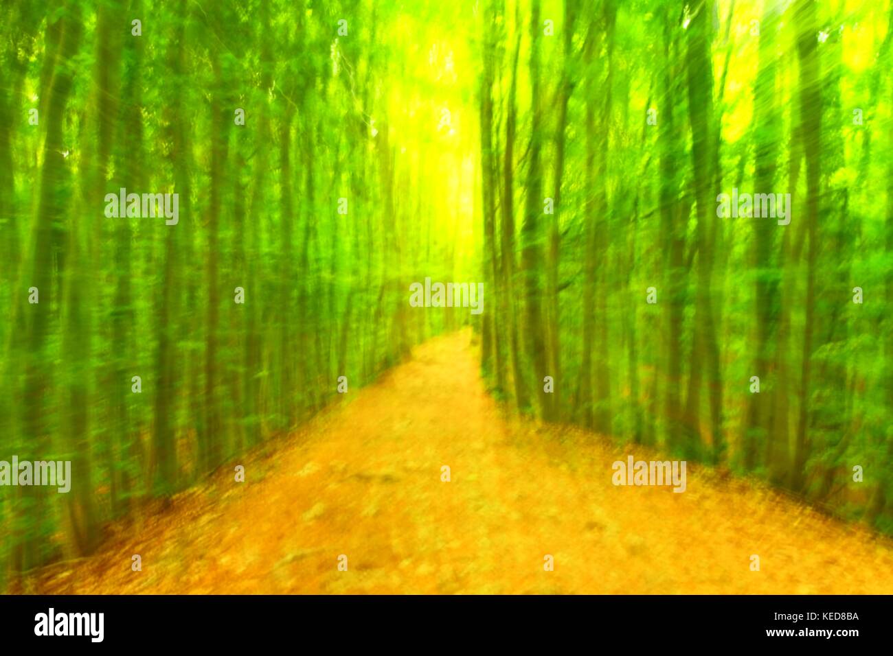 Defocused forest for background. Blurred and de focused fresh green ...