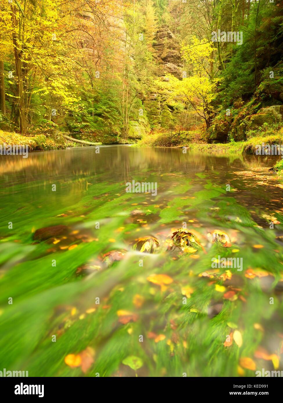 Fall season at mountain river. Green algae in water, colorful autumn ...