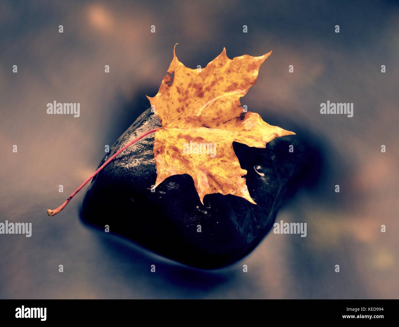 Fallen maple leaf. Rotten yellow orange dotted maple leaf in cold water ...