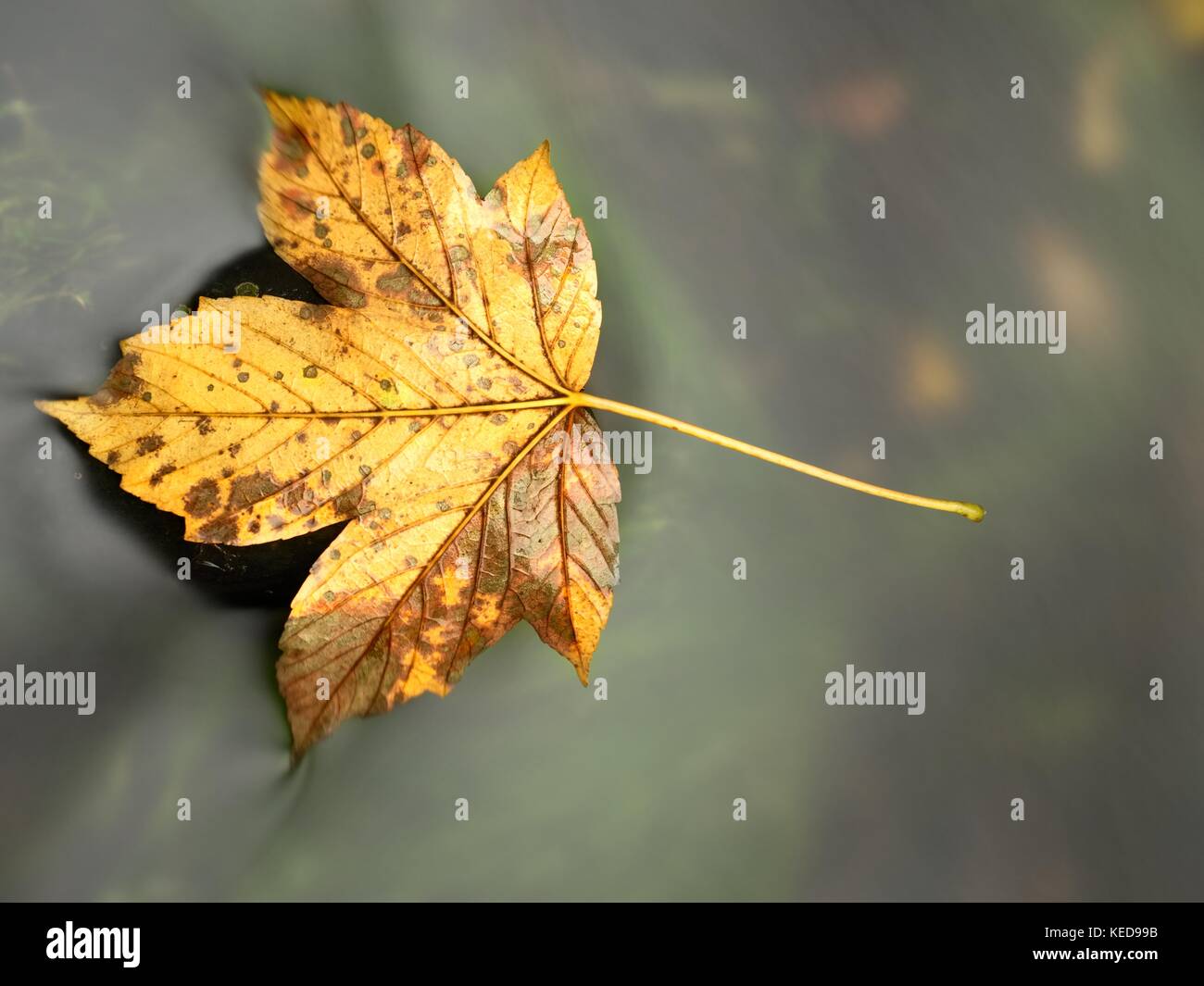 The colorful broken leaf from maple tree on basalt stones in blurred ...