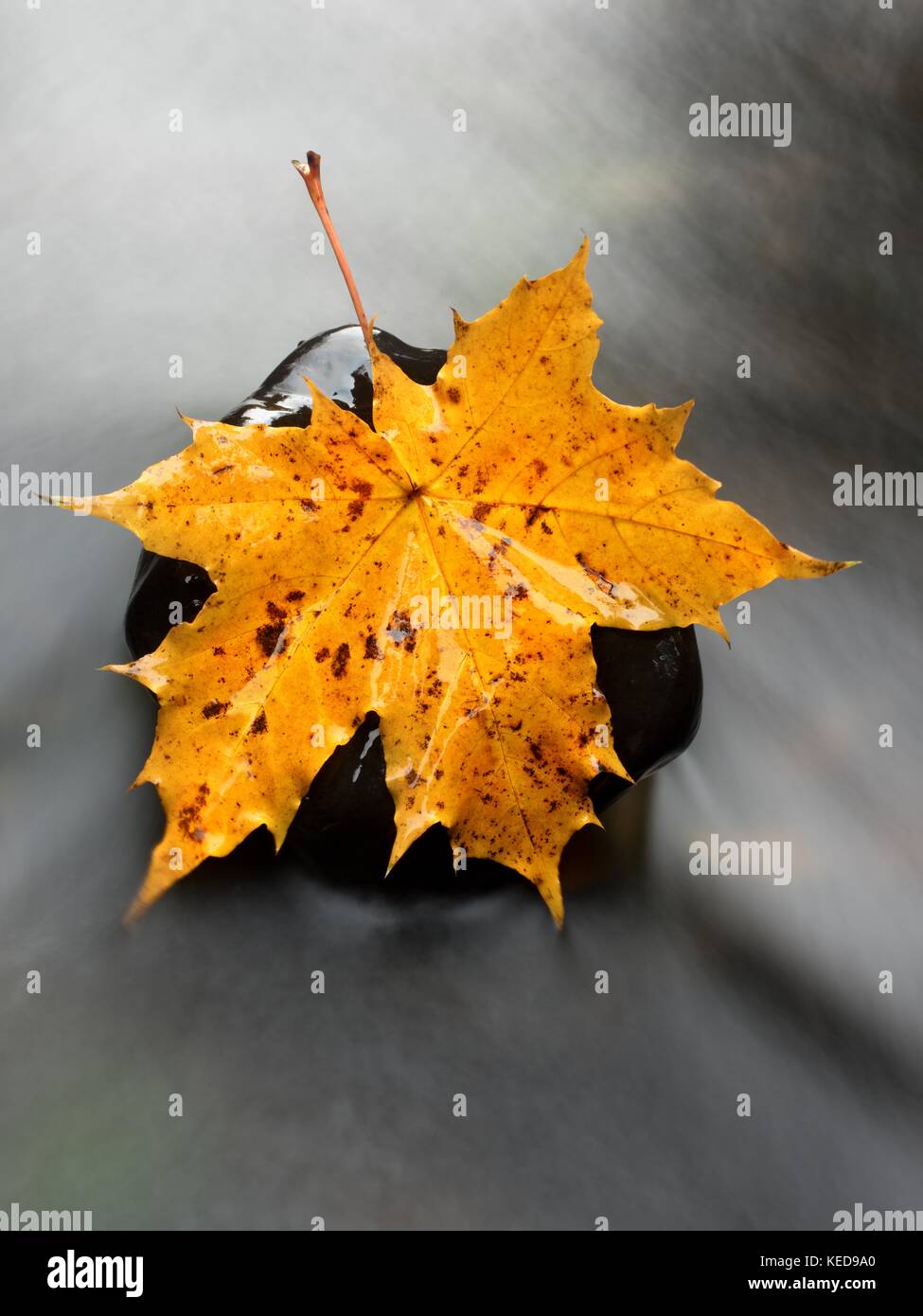 The colorful broken leaf from maple tree on basalt stones in blurred ...