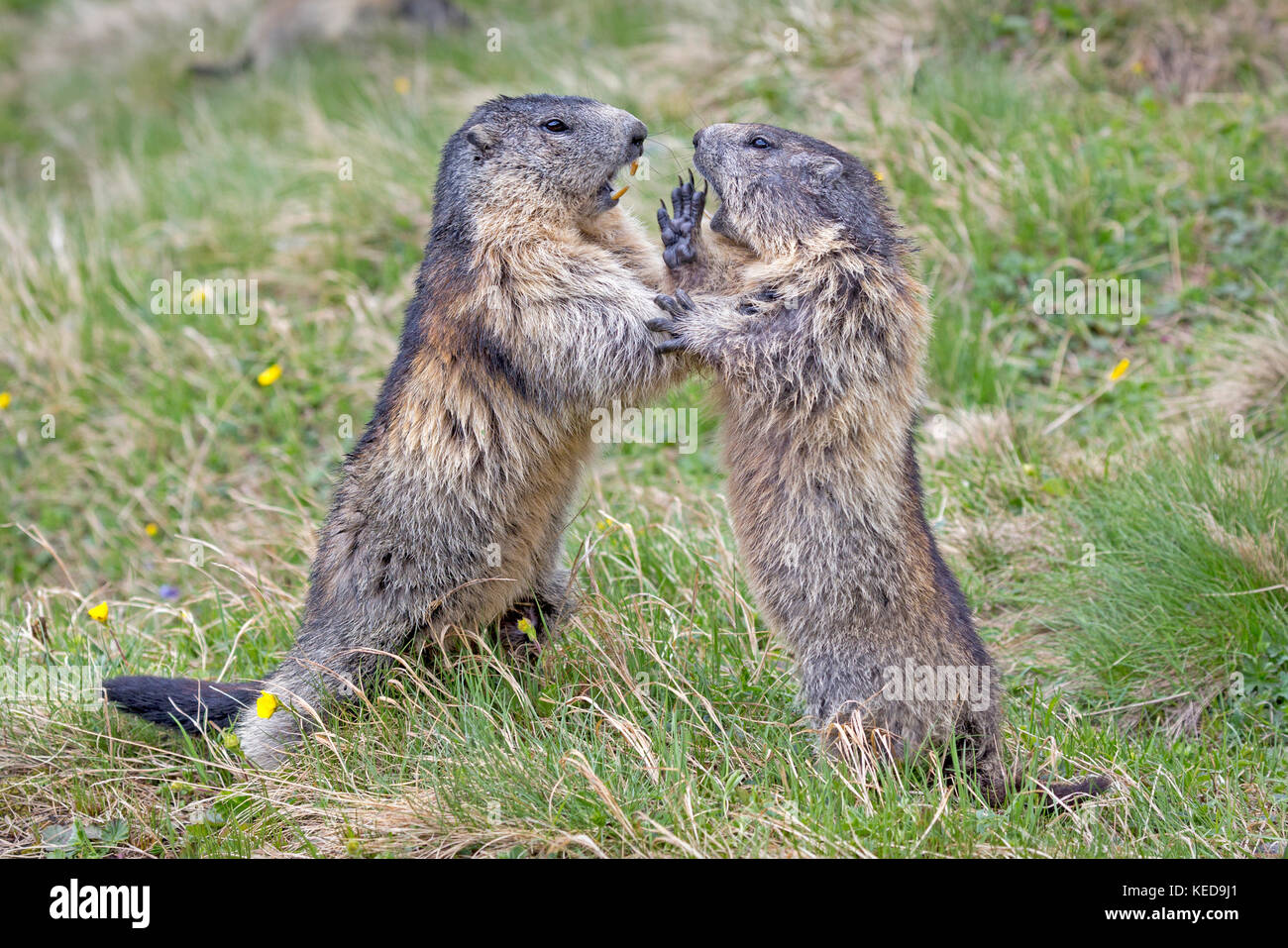 Alpine Marmot (Marmota marmota), Grossglockner, High Tauern, Carinthia ...