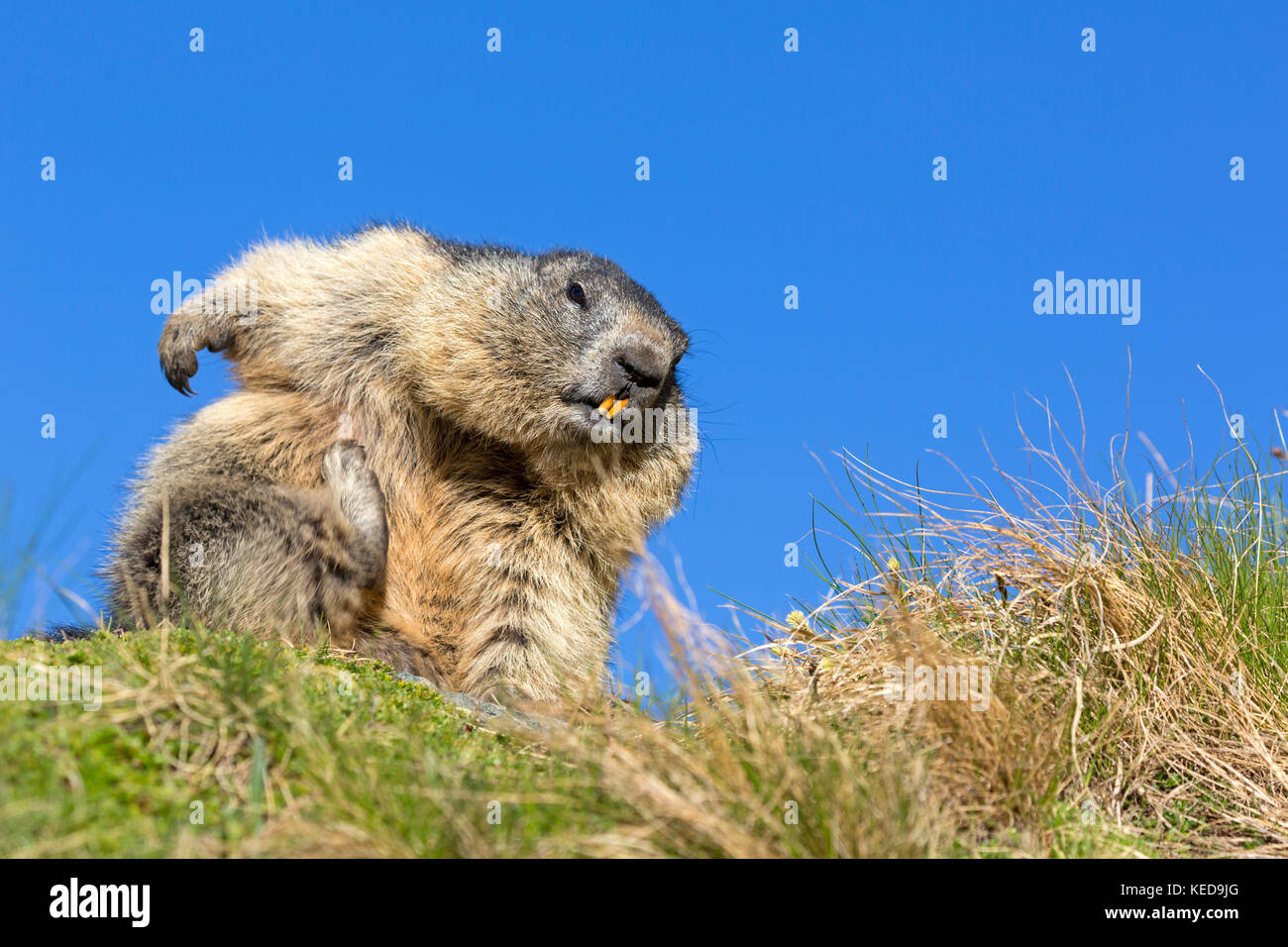 Alpine Marmot (Marmota marmota), Grossglockner, High Tauern, Carinthia ...