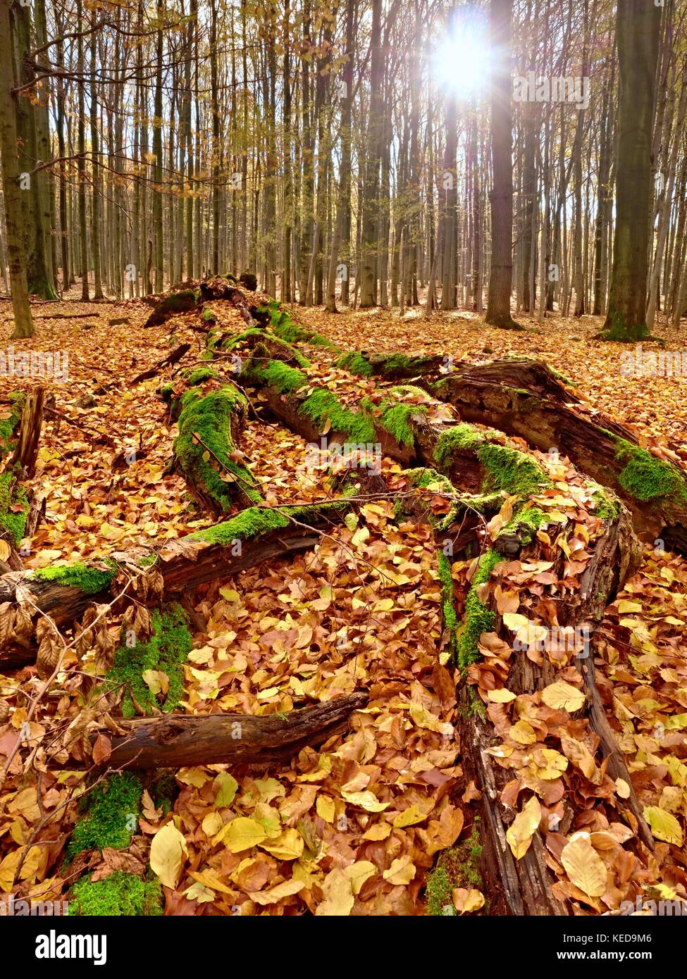 Mossy fallen tree. Footpath in the forest covered by bare roots. Rot ...