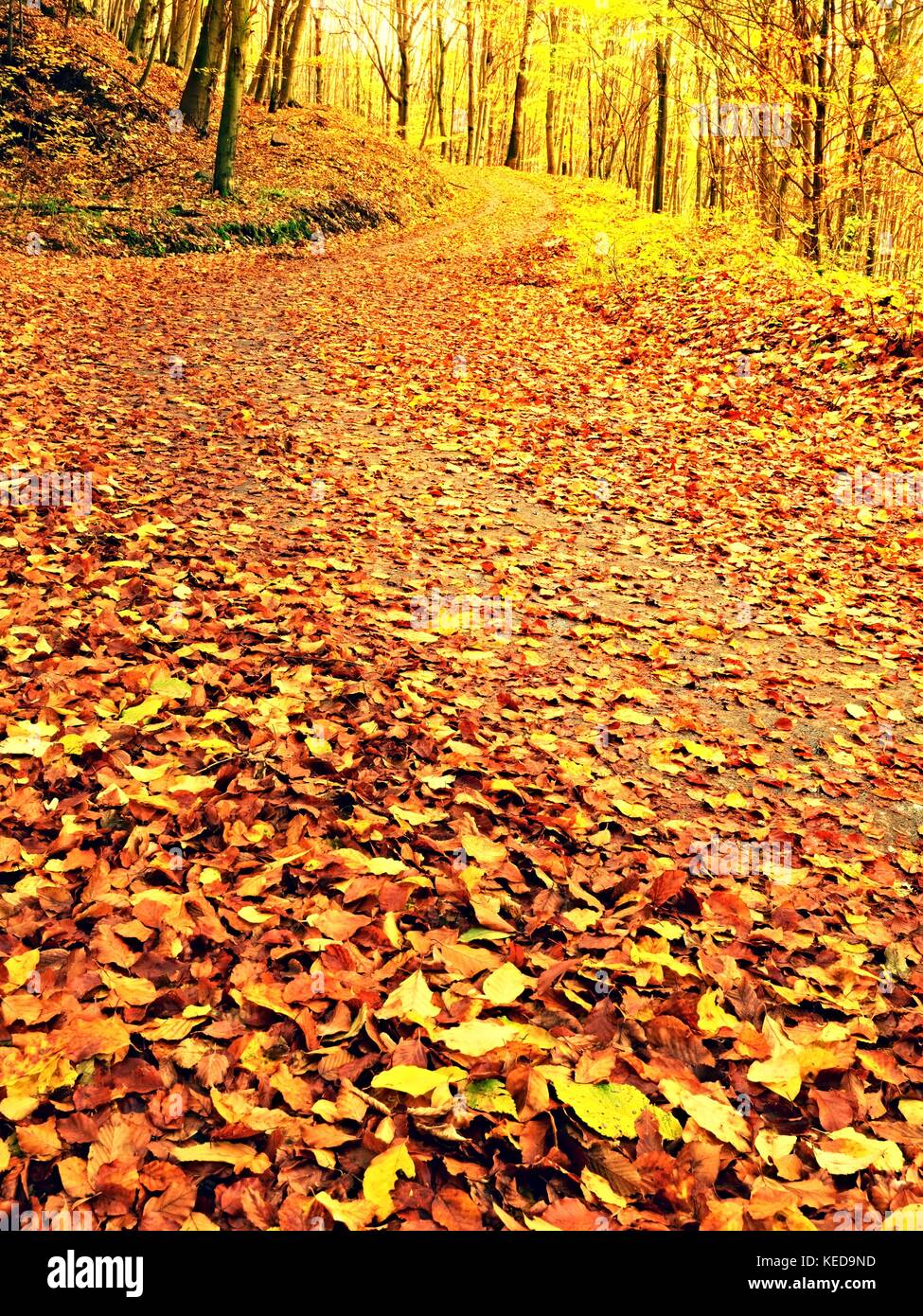 Fall season. Sun shining through the trees on a path in a golden forest ...