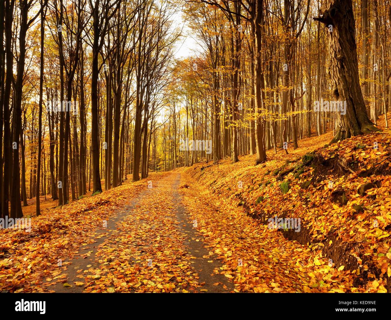 Autum in nature. Colorful autumnal landscape with deciduous forest and ...