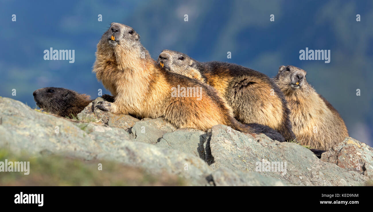 Alpine Marmot (Marmota marmota), Grossglockner, High Tauern, Carinthia ...