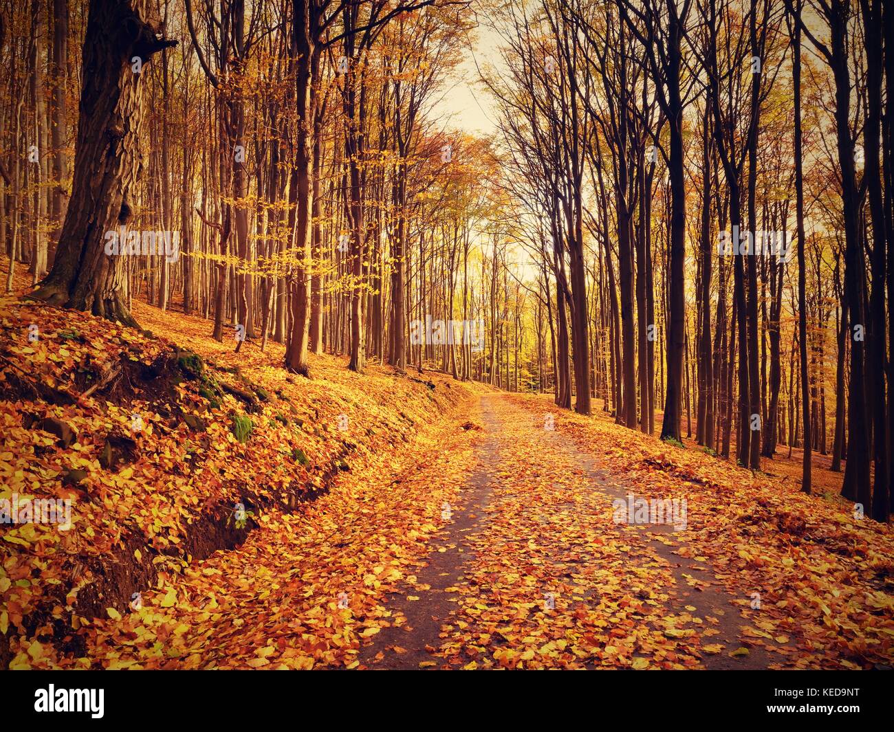 Fall season. Sun shining through the trees on a path in a golden forest ...