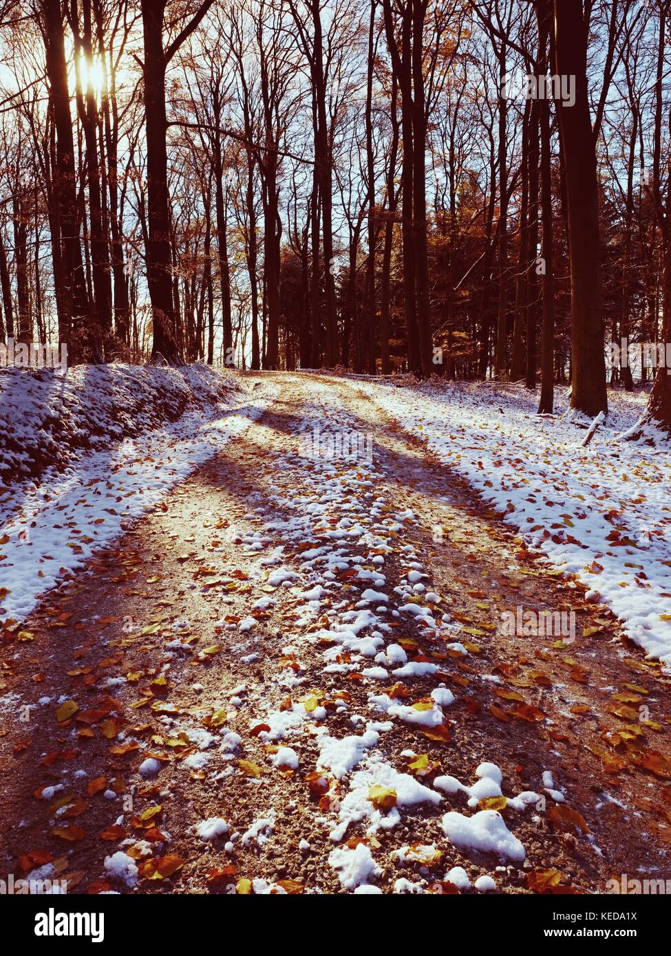 First snow on colorful leaves. Autumnal nature. Road in autumn wood ...