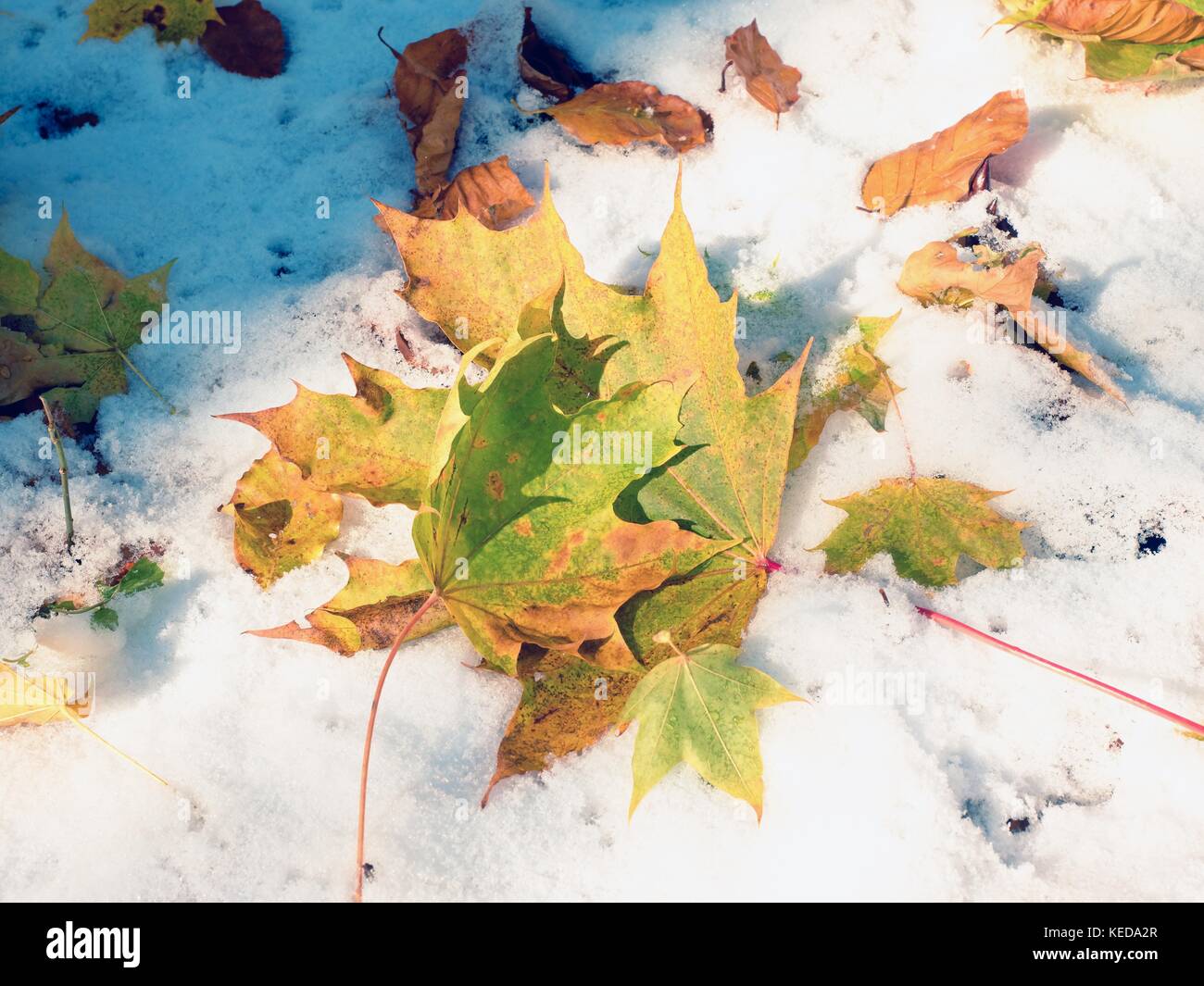 Maple leaves on the frosty ground in winter. Fall frosty leaves ...