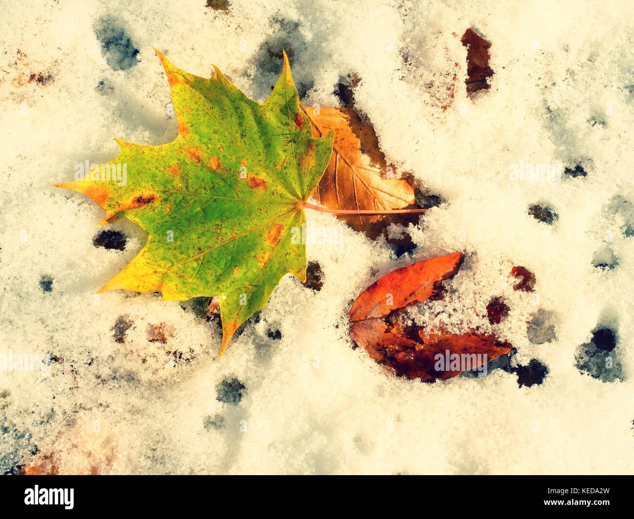 Maple leaves on the frosty ground in winter. Fall frosty leaves ...
