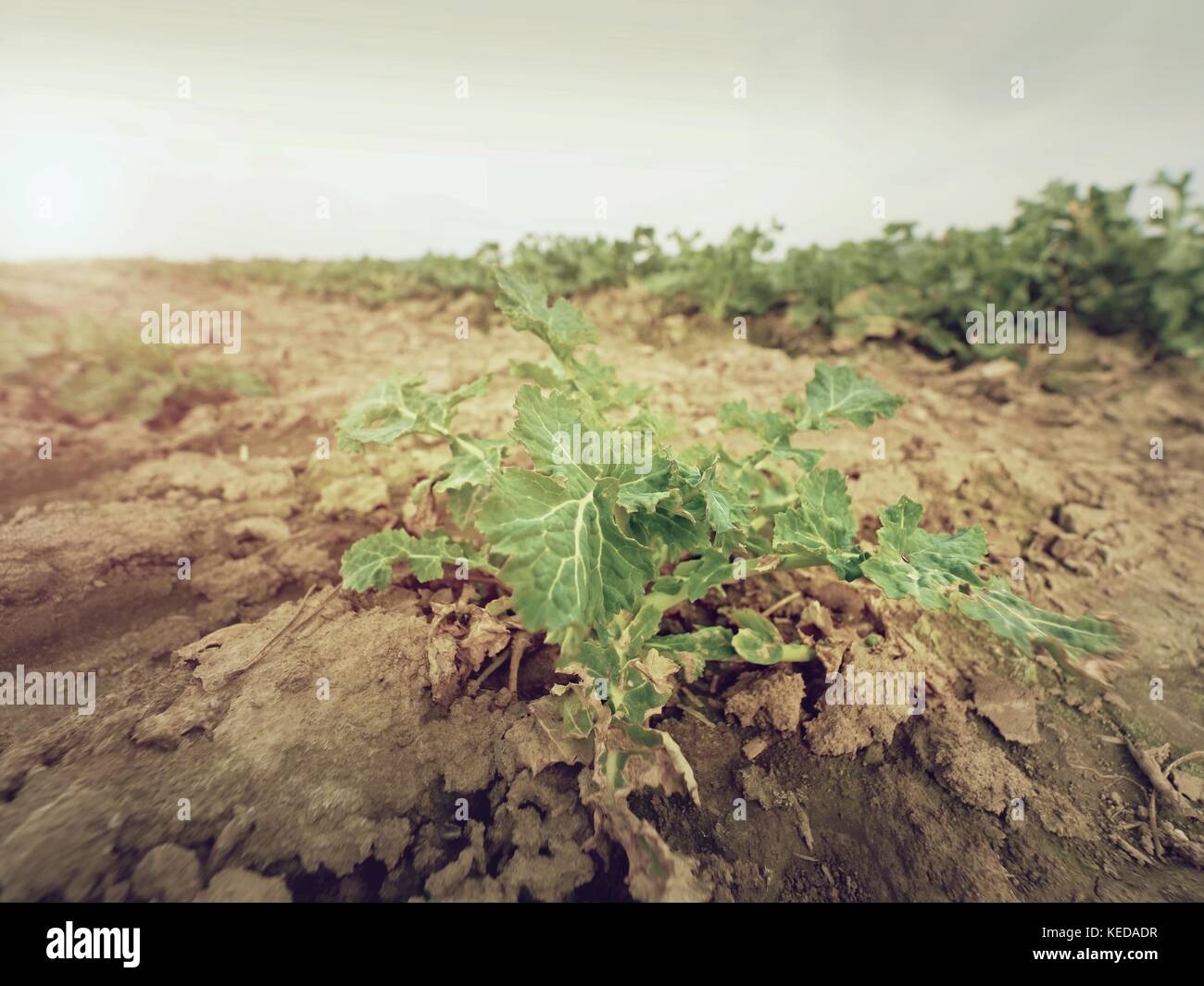 A small oilseed rape plant on wet humus clay. The quality check of ...
