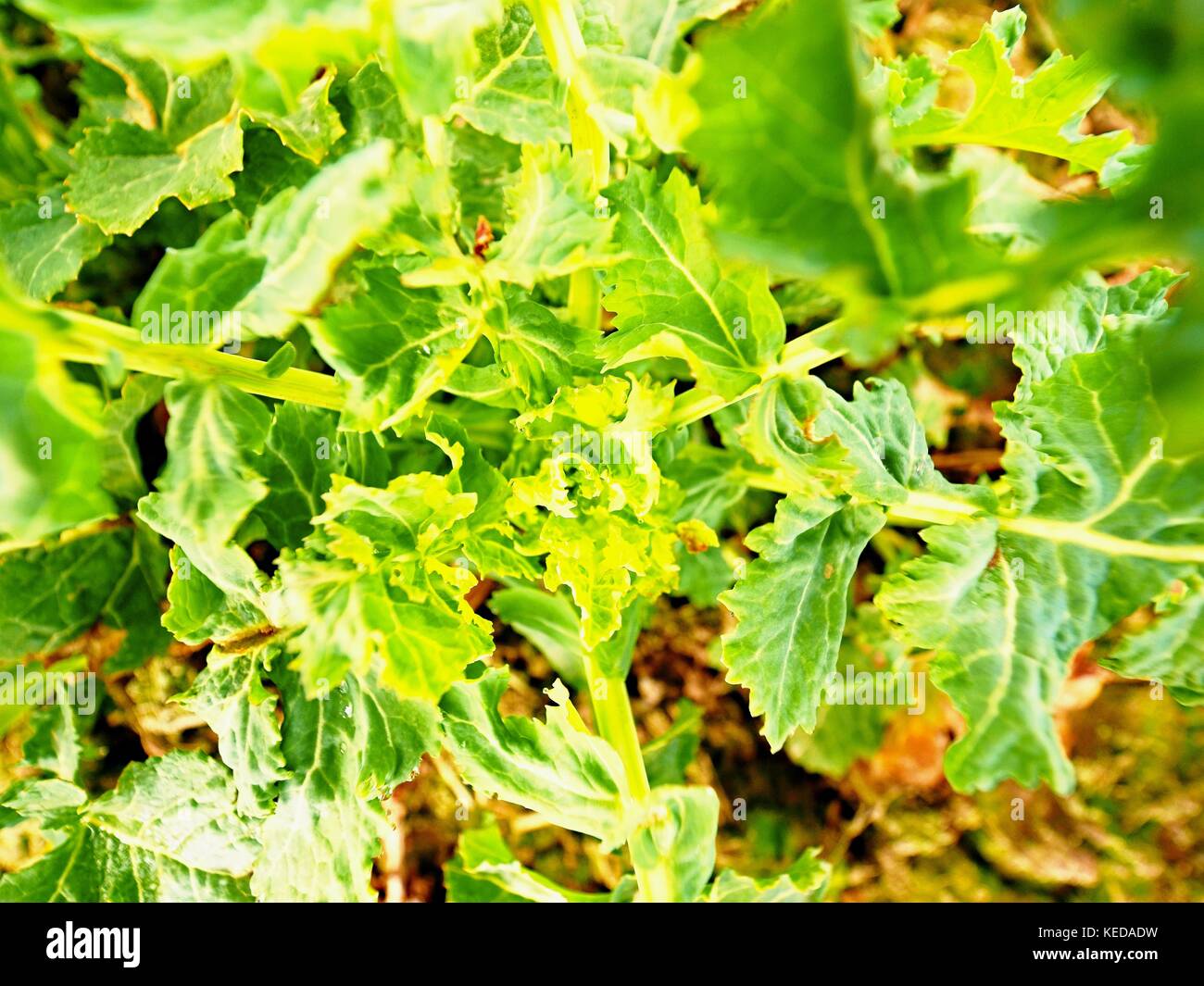 Young rapeseed (Brassica napus), well known as rape, oilseed rape, rapa ...