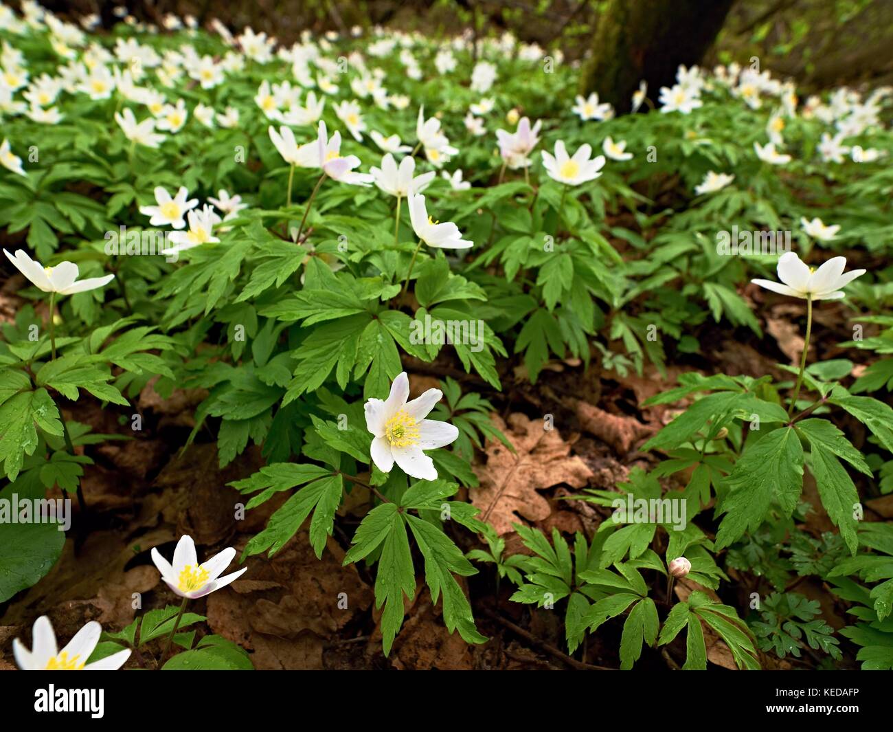 Wood anemones in blossom. Flowering anemone nemorosa (well known as ...