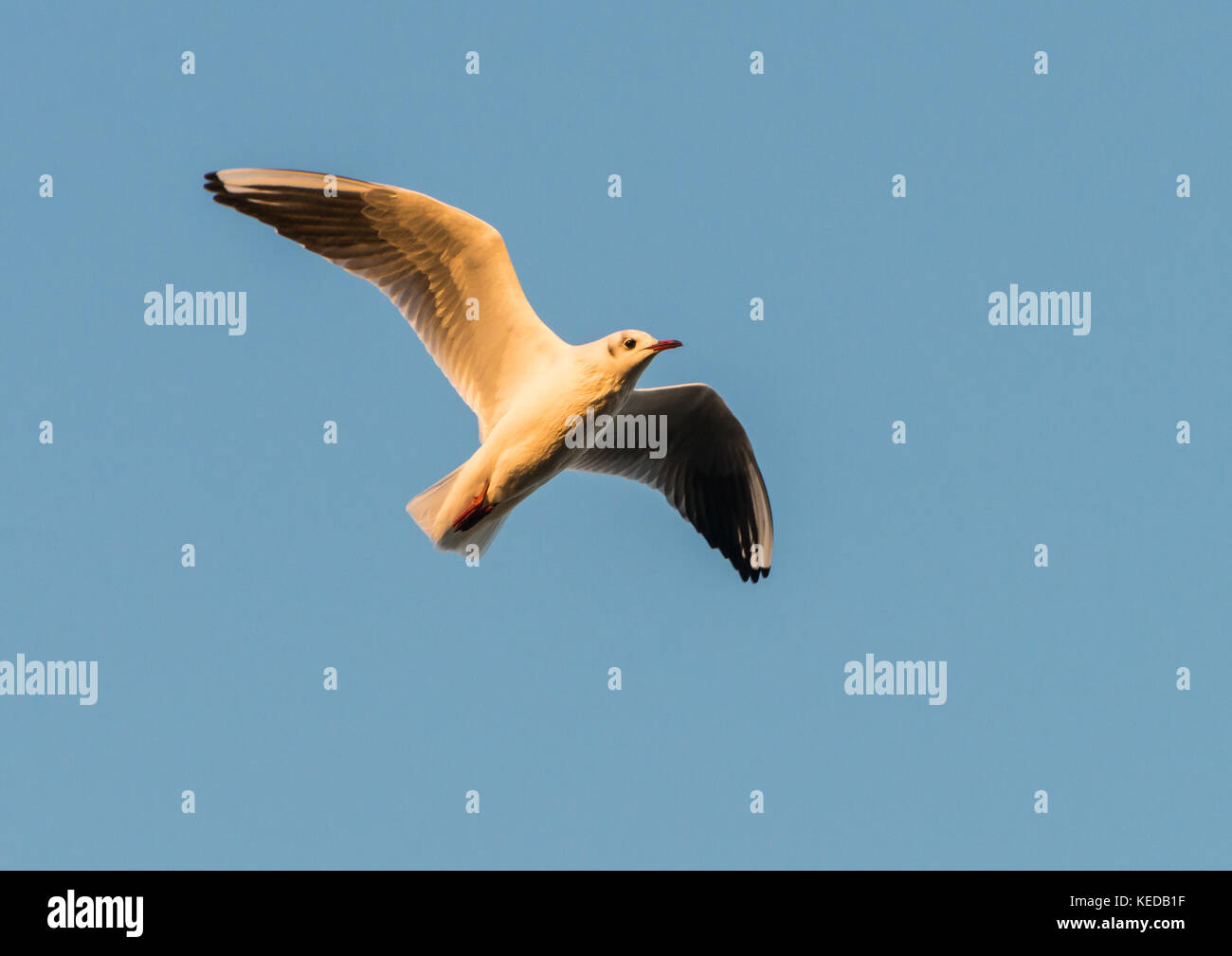 A shot of a black headed gull flying through a blue sky Stock Photo - Alamy