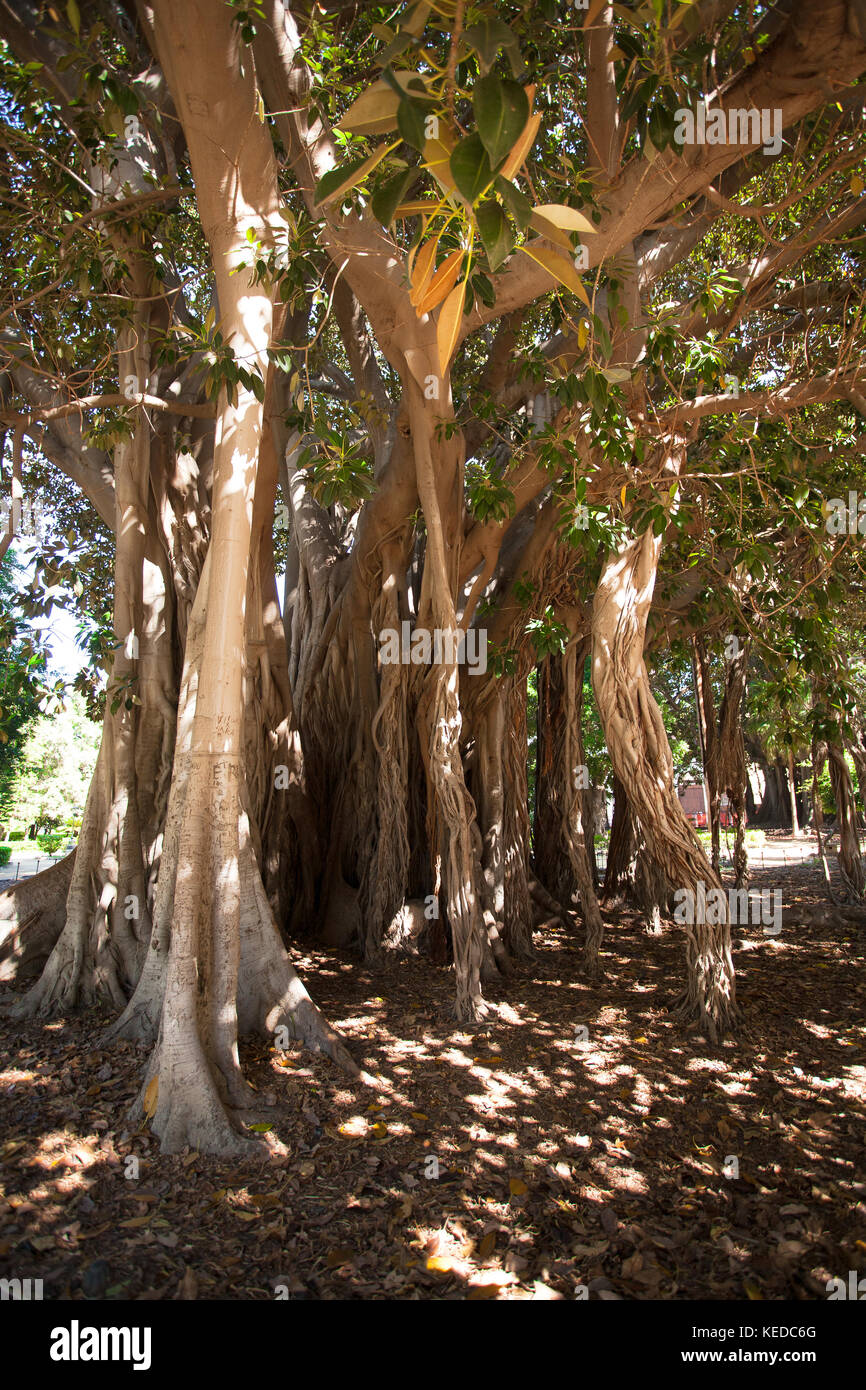 Ficus macrophylla subsp columnaris hi-res stock photography and images ...