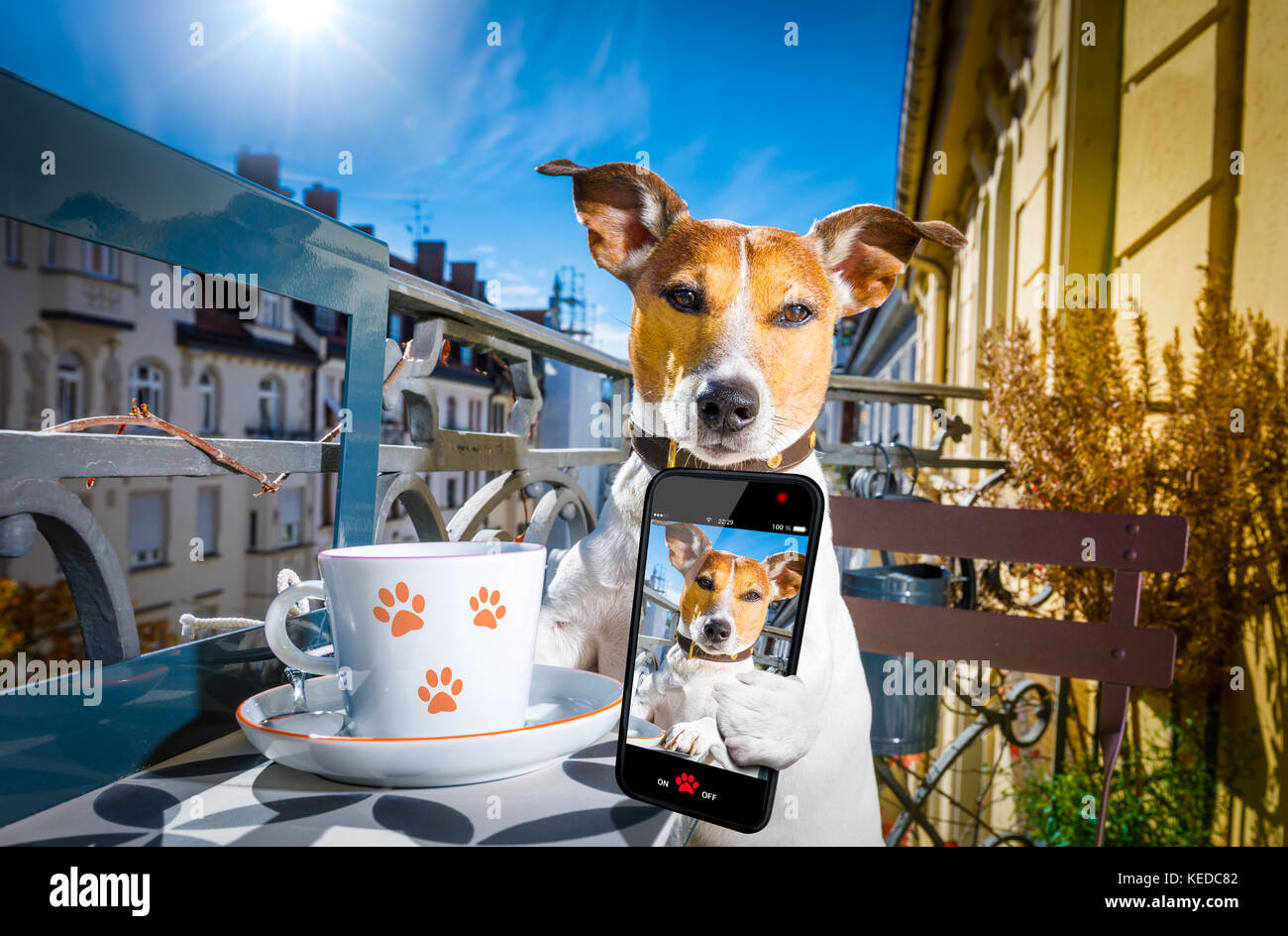 jack russell dog having a coffee or tea break on balcony with cup and ...
