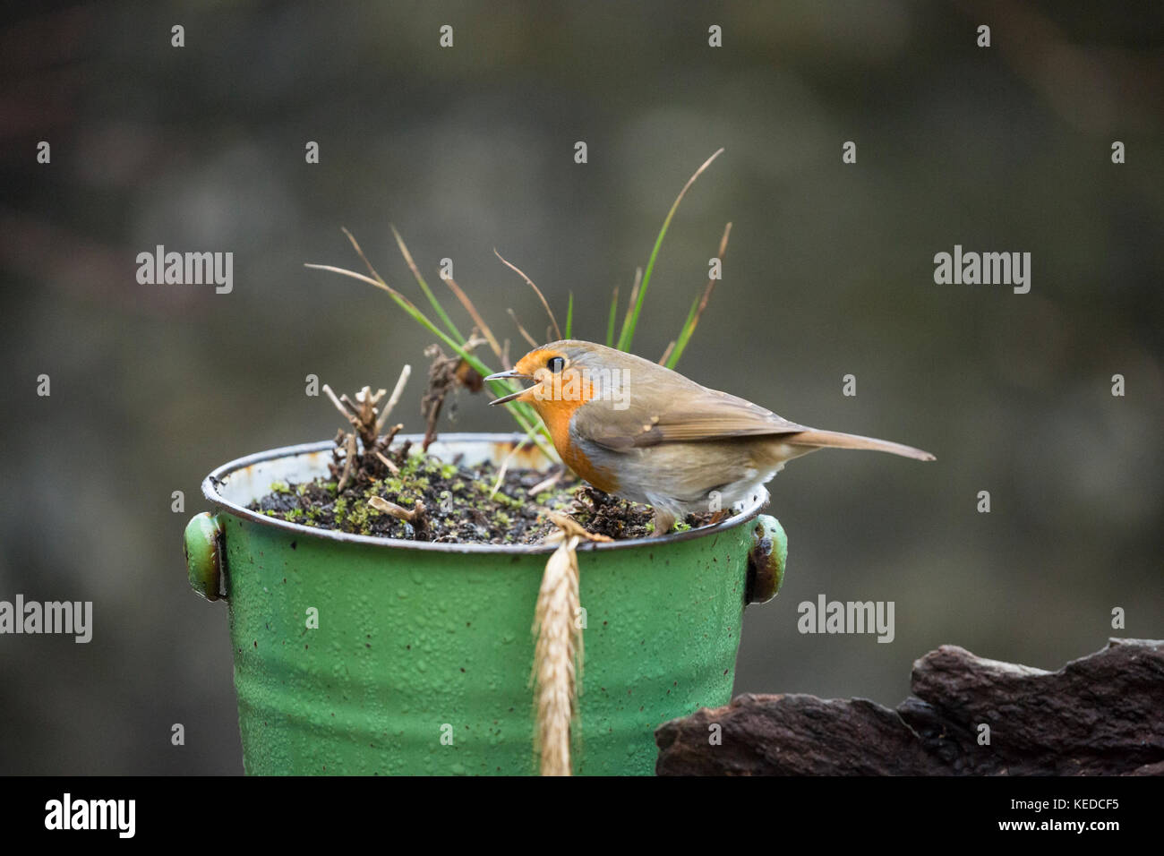 robin singing on plant pot Stock Photo - Alamy