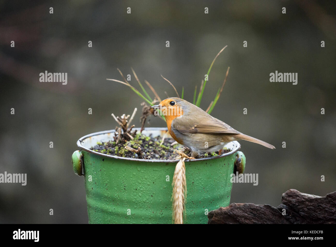 robin on plant pot Stock Photo - Alamy