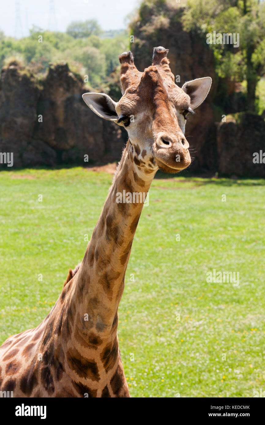 Close view of giraffe's neck and head Stock Photo - Alamy