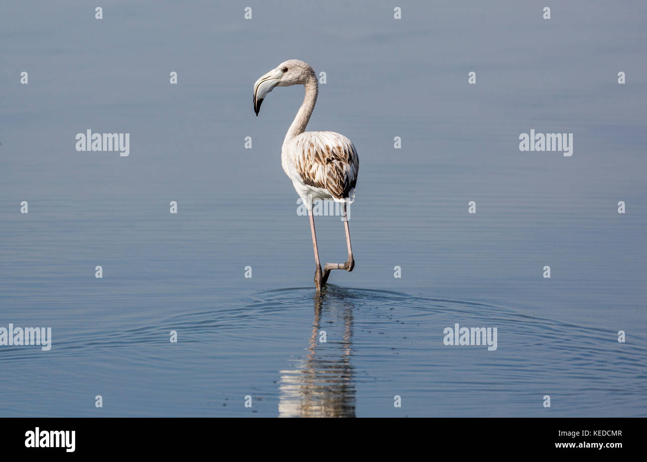 Gray Flamingo in the Camargue national park Stock Photo - Alamy