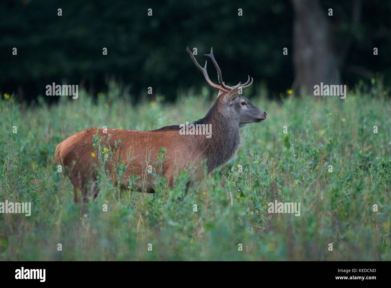Deer In Forest At Night High Resolution Stock Photography and Images ...