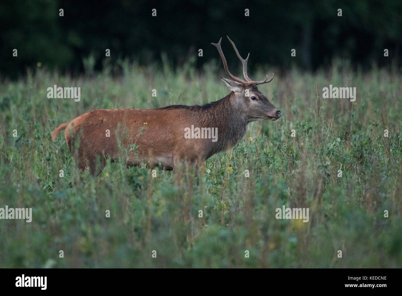 Red Deer male in mating season Stock Photo - Alamy