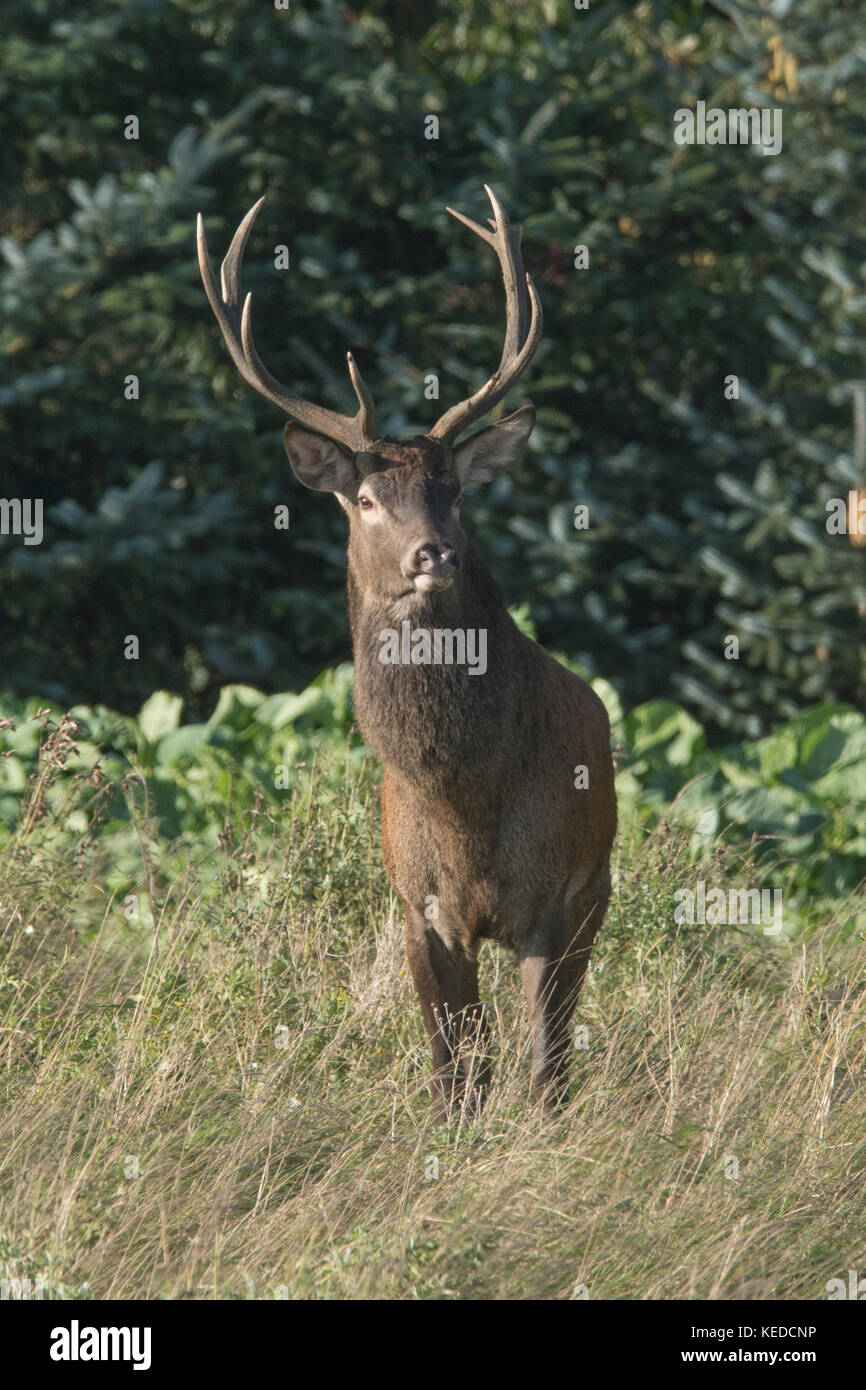 Red Deer male in mating season Stock Photo - Alamy