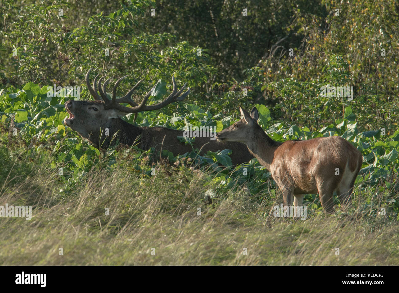 Stock deer hi-res stock photography and images - Alamy