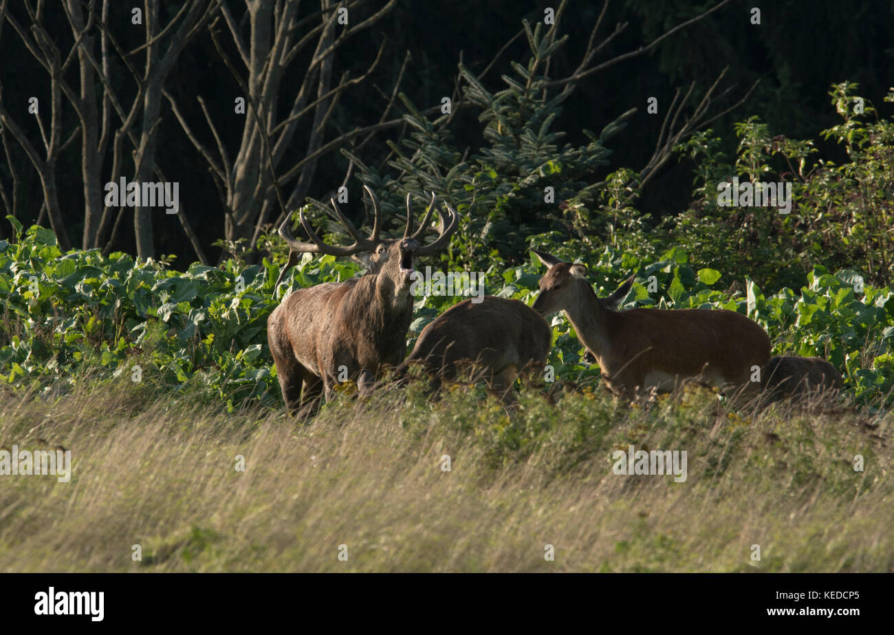 Stock deer hi-res stock photography and images - Alamy
