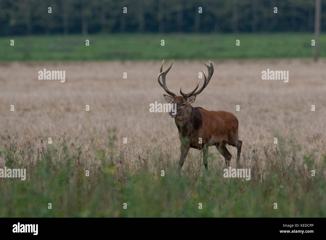 Red Deer male in mating season Stock Photo - Alamy