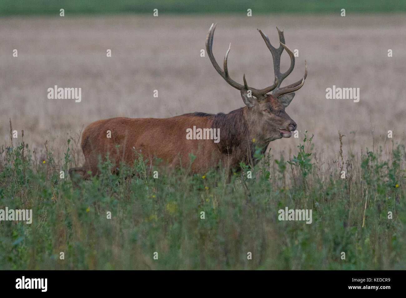 Red Deer male in mating season Stock Photo - Alamy