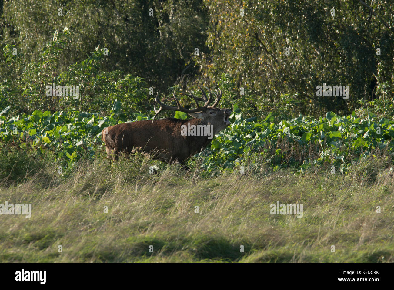 Red Deer male in mating season Stock Photo - Alamy