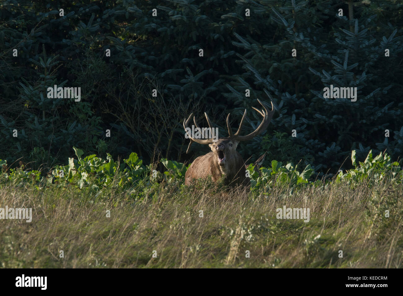 Red Deer male in mating season Stock Photo - Alamy