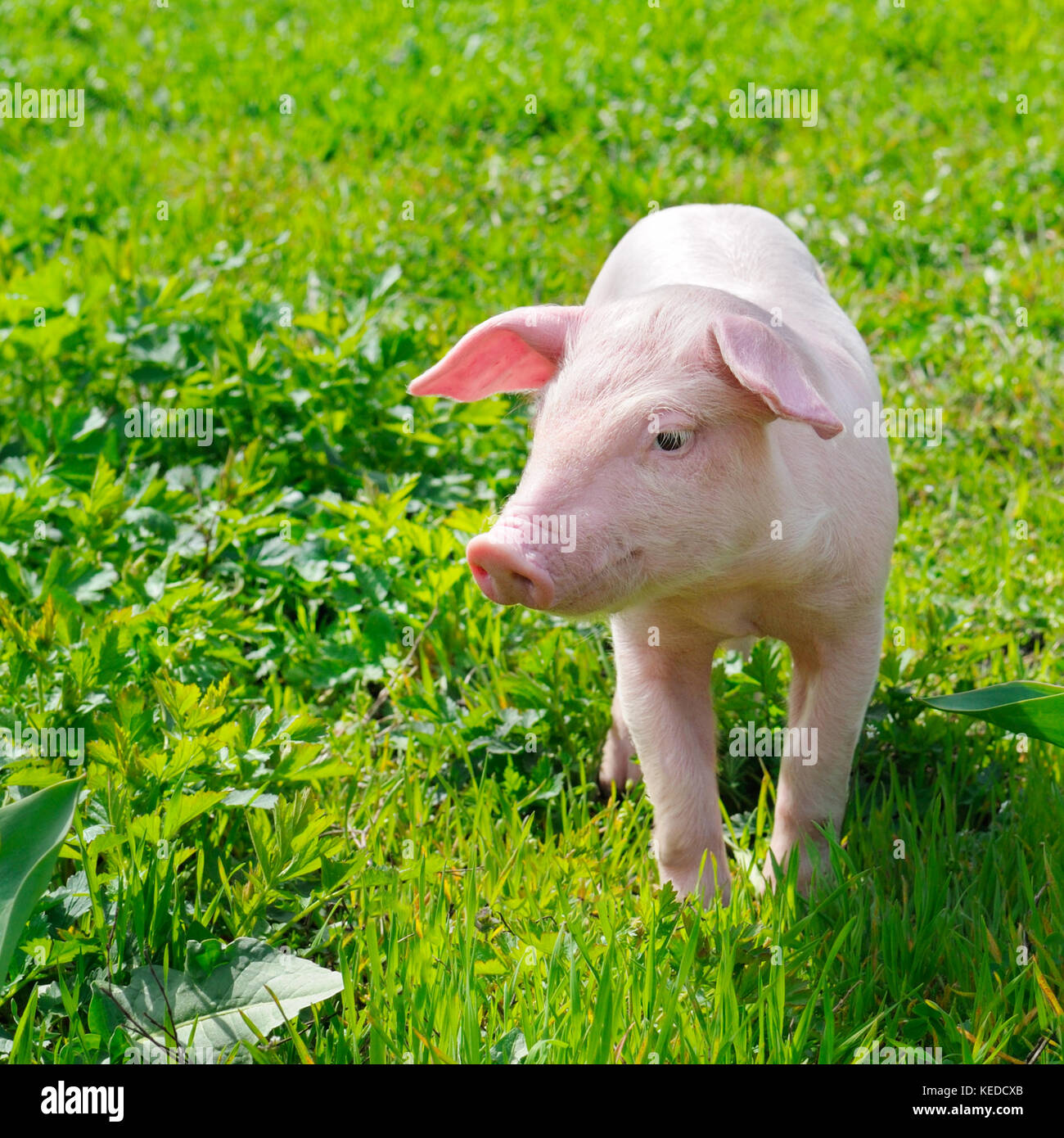 funny pig on a green grass Stock Photo - Alamy