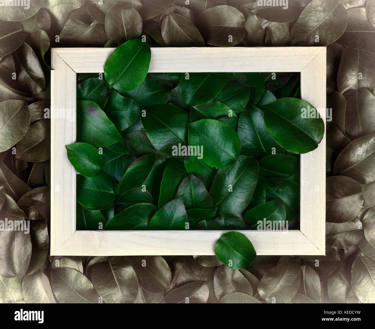 Creative layout made of leaves with paper card note or frame. A flat ...