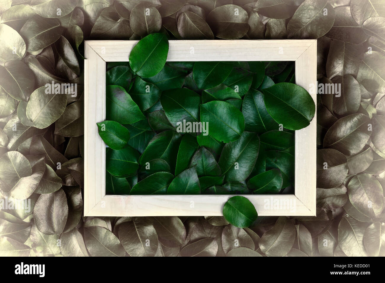 Creative layout made of leaves with paper card note or frame. A flat ...
