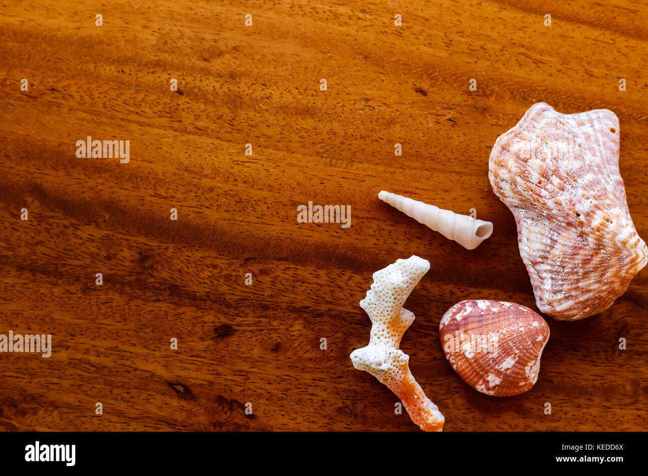 Seashells arranged artistically against a wood grain background ...