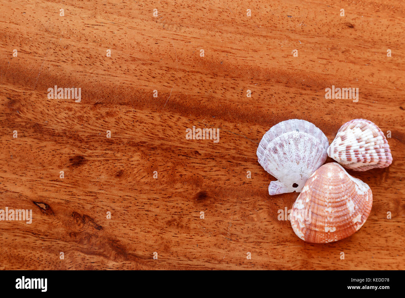 Seashells arranged artistically against a wood grain background ...