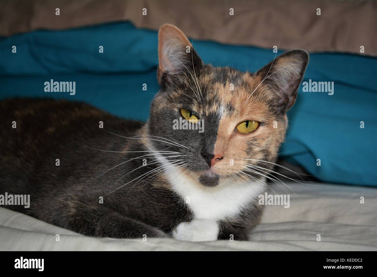 Half Cat Half Human Face