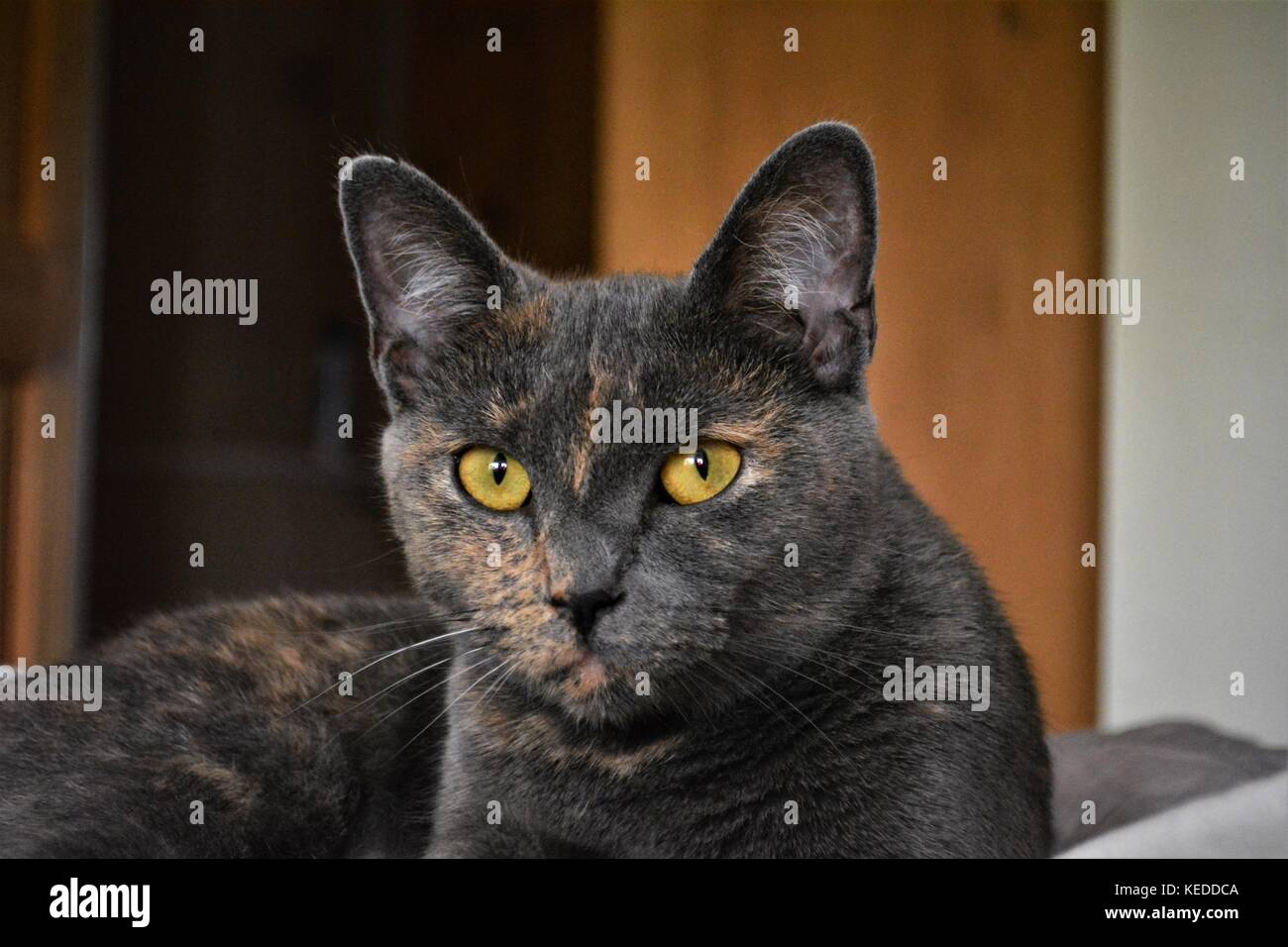 Closeup of cat laying on covers, dark grey with small ginger patches ...
