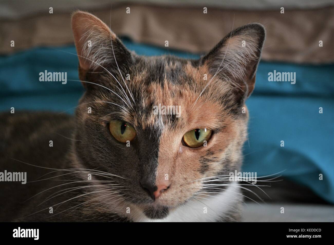 Half grey half ginger face female cat Stock Photo - Alamy